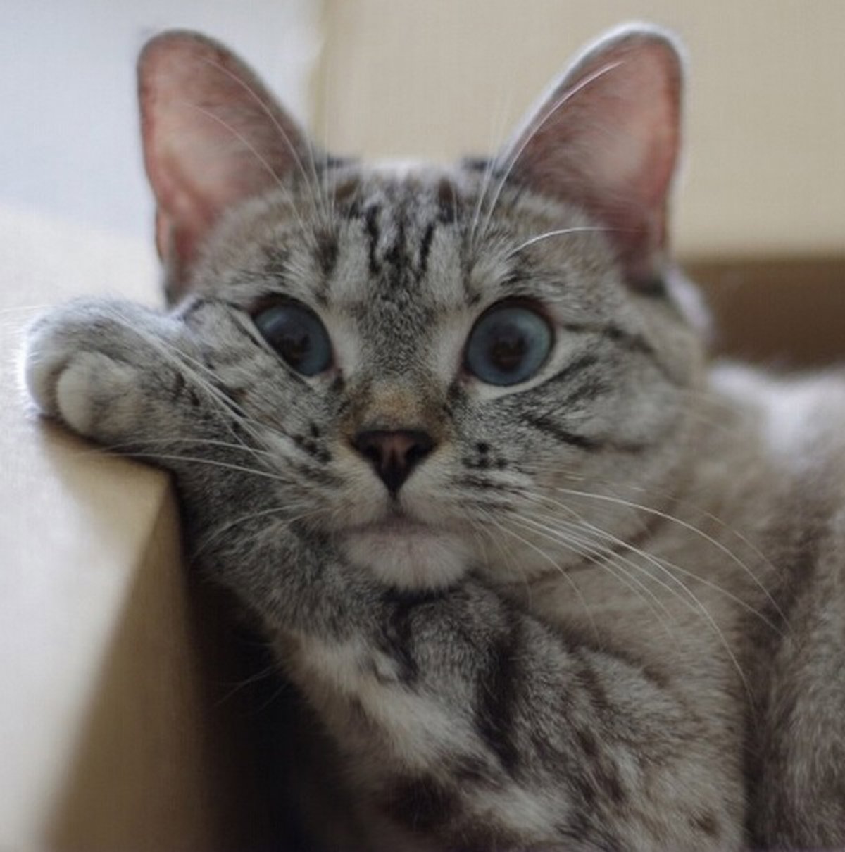 10 gatos que tienen más followers que tú en Instagram