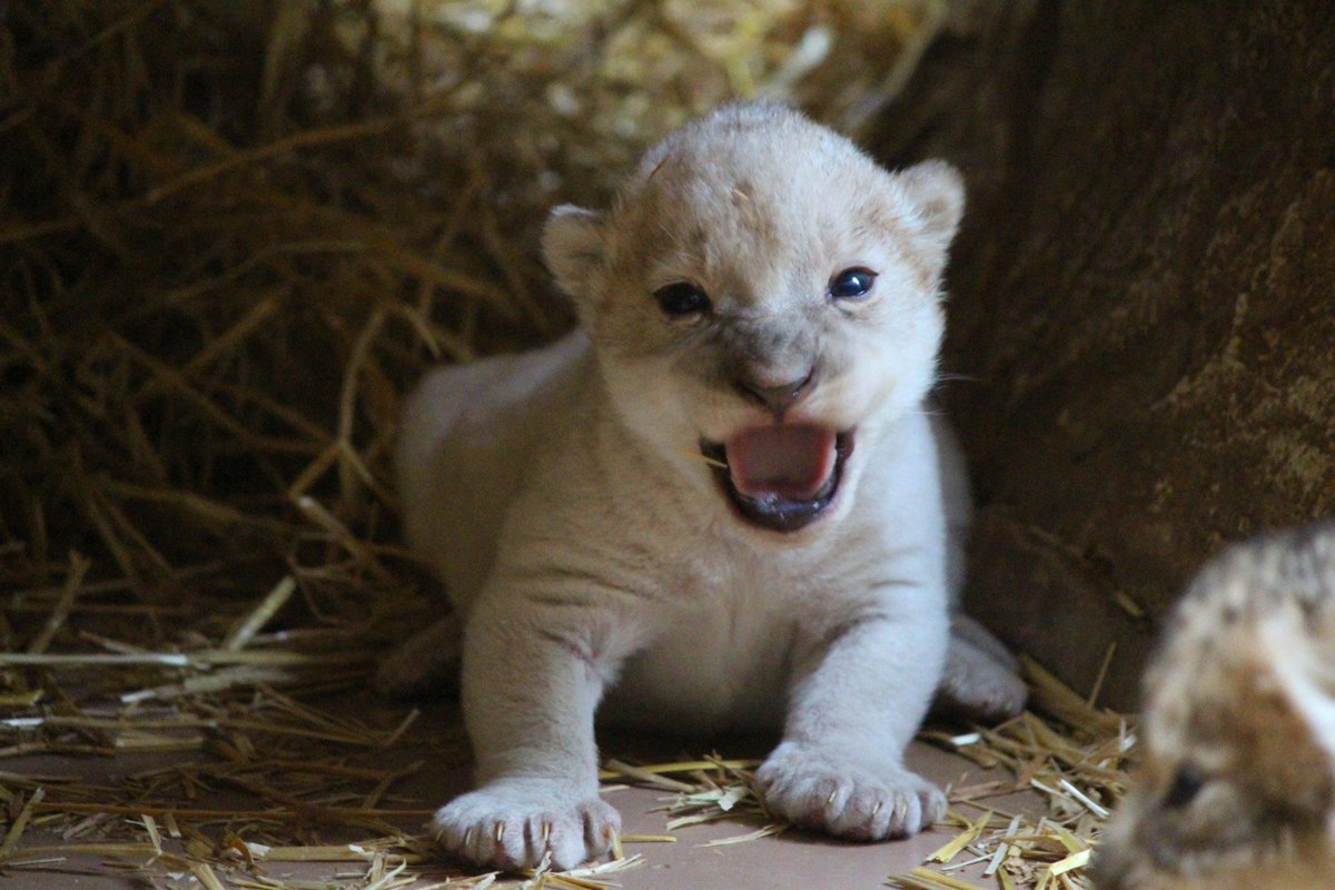 Este pequeño cachorro de león blanco te sorprenderá