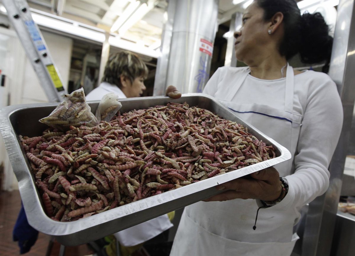 Comer insectos, ¿una solución de futuro?