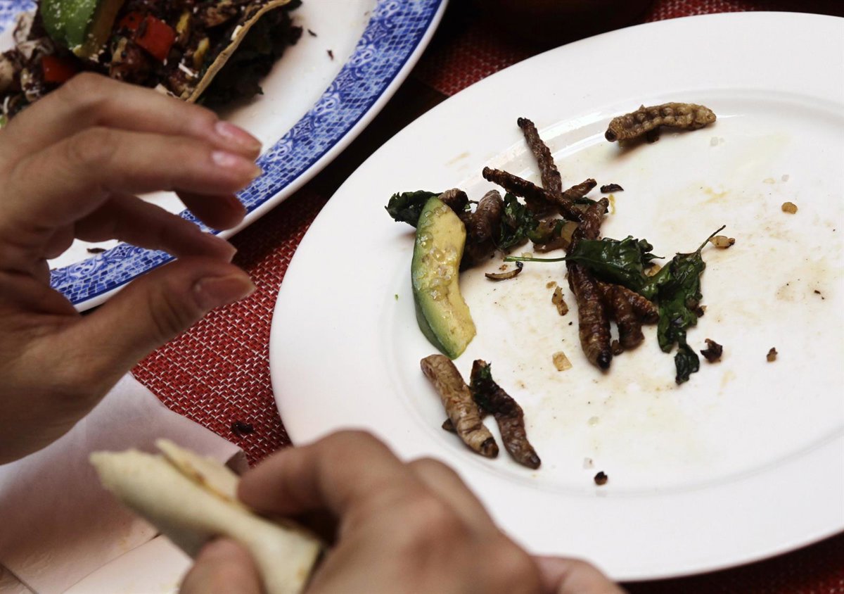 Comer insectos, ¿una solución de futuro?