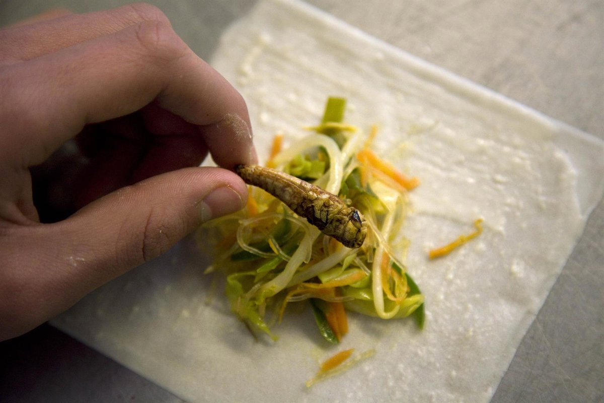 Comer insectos, ¿una solución de futuro?