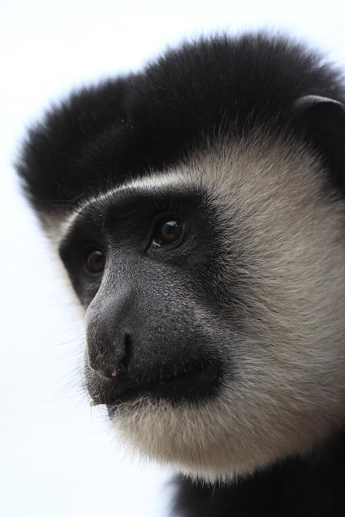 Terra Natura Murcia incorpora por primera vez a su catálogo de especies ...