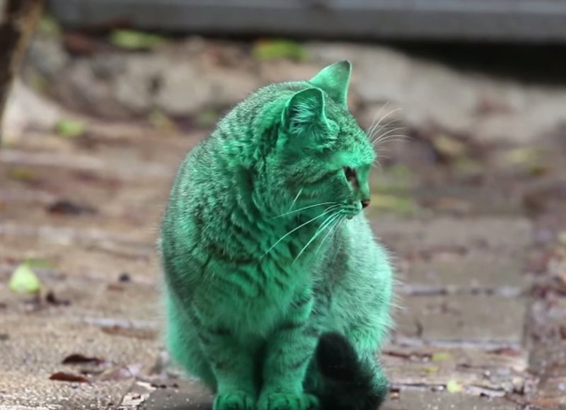 El misterioso gato verde de Varna, Bulgaria, no tiene Photoshop