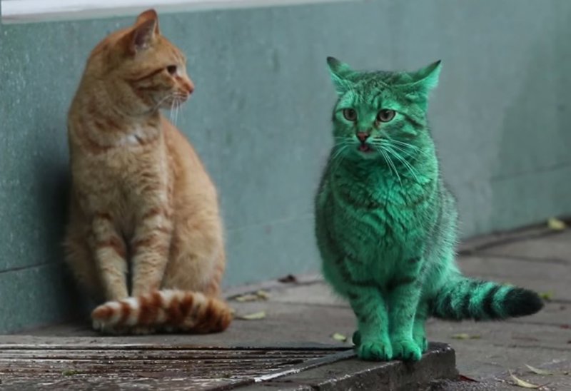El misterioso gato verde de Varna, Bulgaria, no tiene Photoshop