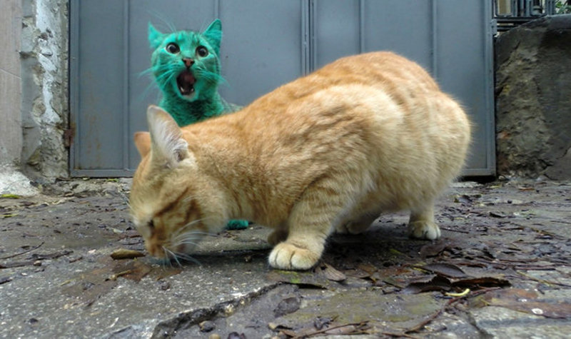 El misterioso gato verde de Varna, Bulgaria, no tiene Photoshop
