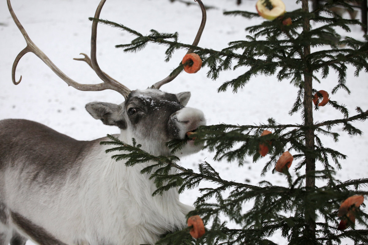 Papá Noel en versión animal por Navidad