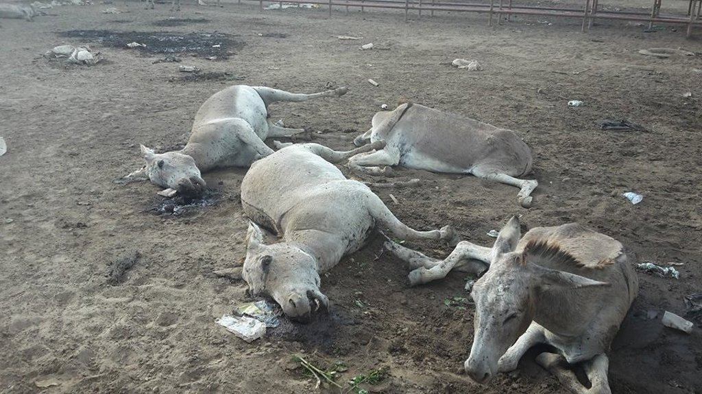Ordenan sacrificar a más de 200 burros incautados en Arauca y que están ...