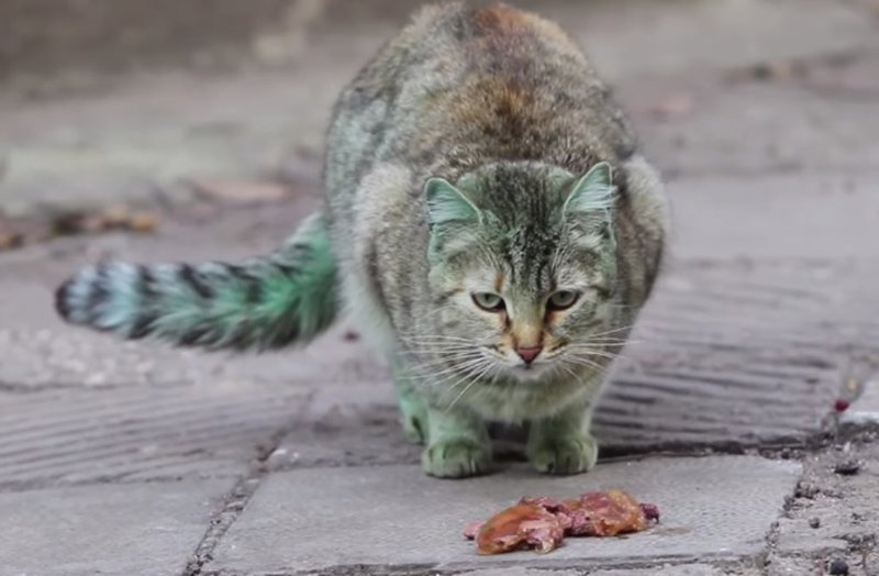El misterioso gato verde de Bulgaria aparece en vídeo lavado y menos verde