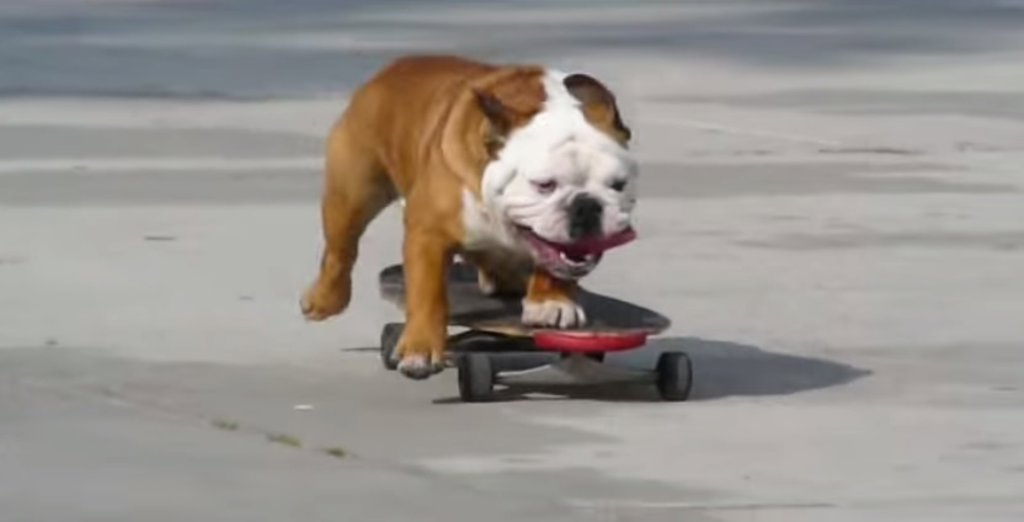 El perro que monta en patinete que ha triunfado en YouTube