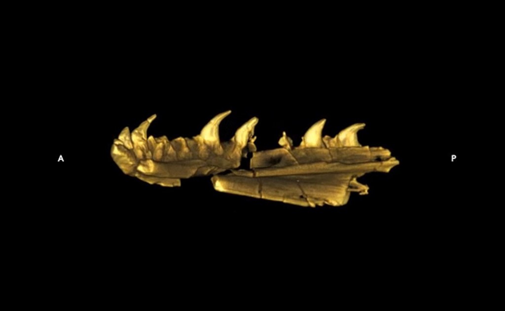 Las primeras serpientes tenían patas