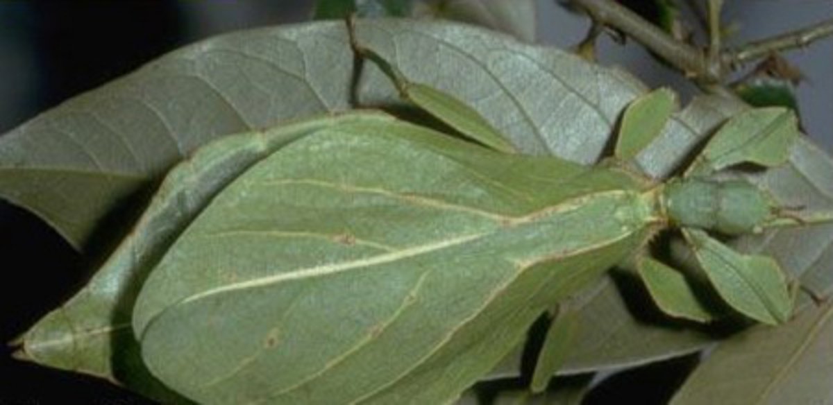 Estos 13 animales camuflados en su entorno quieren jugar al escondite ...