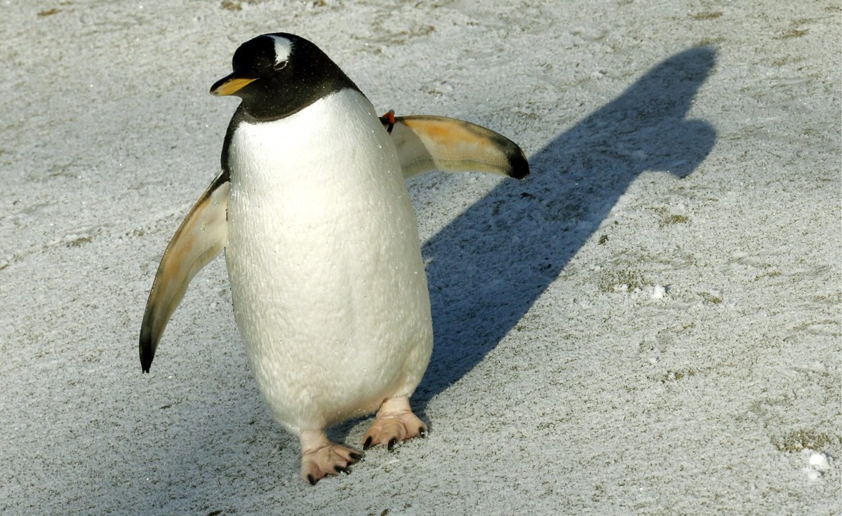 Los animales también disfrutan en la nieve
