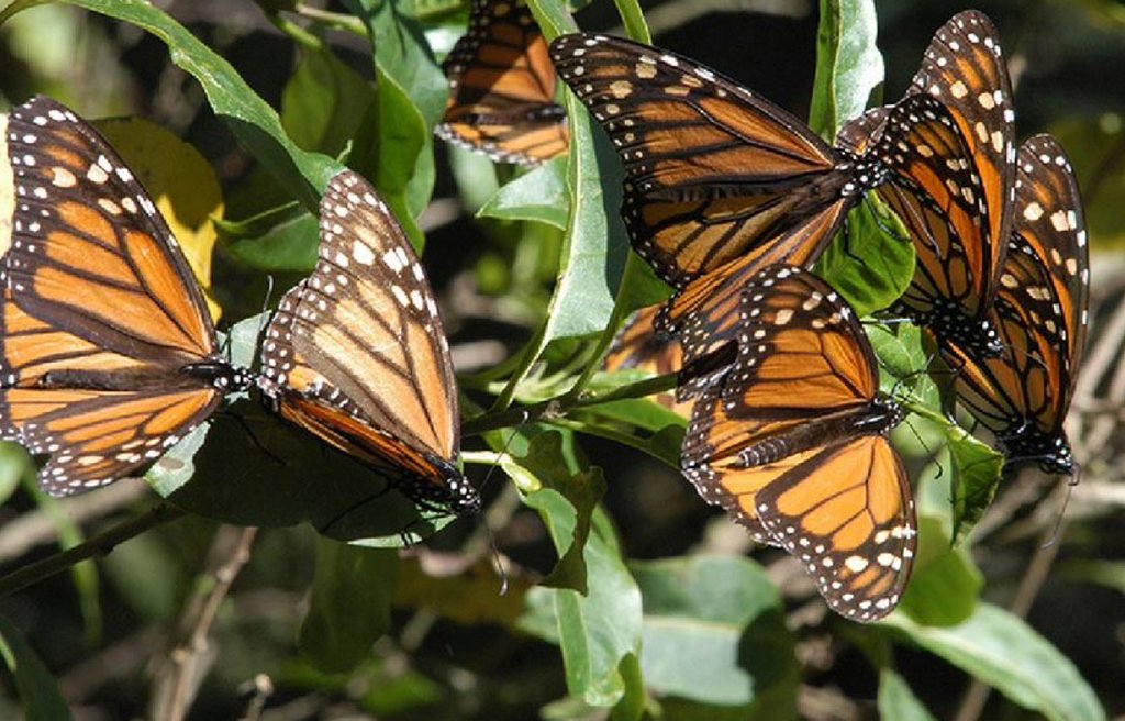 La migración de la mariposa monarca inunda de color el cielo de México