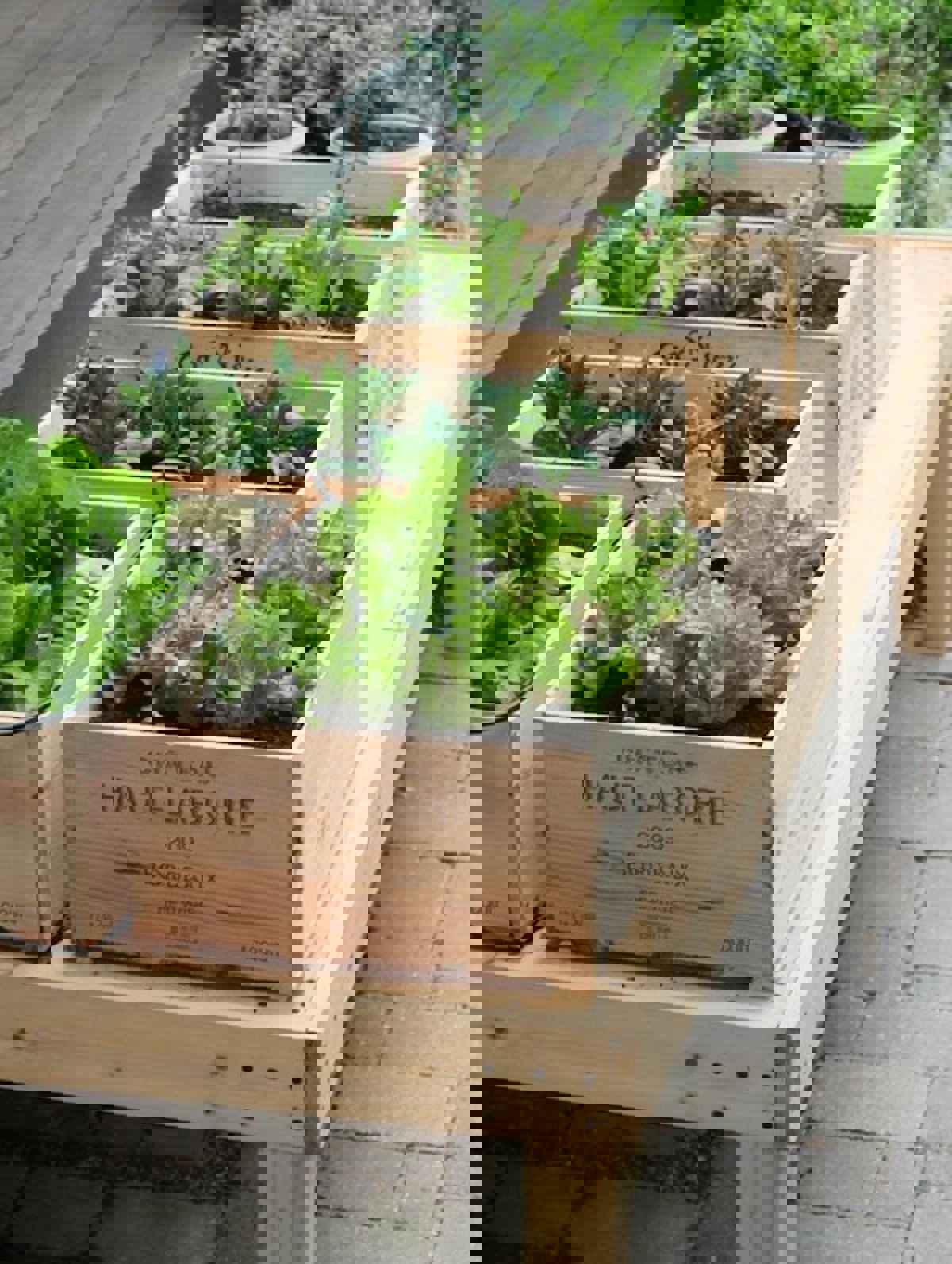 6 sencillos pasos para crear tu propio huerto urbano (DIY)