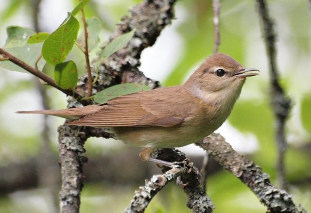 Un pequeño pájaro migra sin escalas más de 2.000 kilómetros sobre el ...