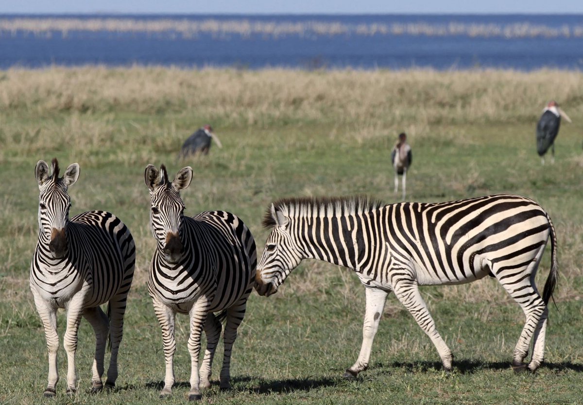 Día Mundial de los Animales: 10 especies en peligro de extinción