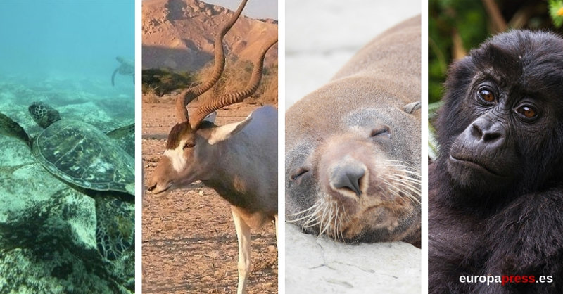 Día Mundial de los Animales: 10 especies en peligro de extinción