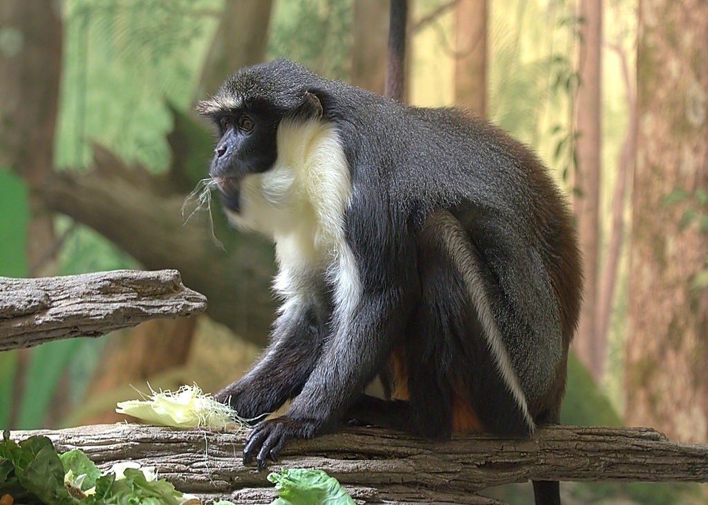 Algunos monos entienden llamadas de alerta de otras especies