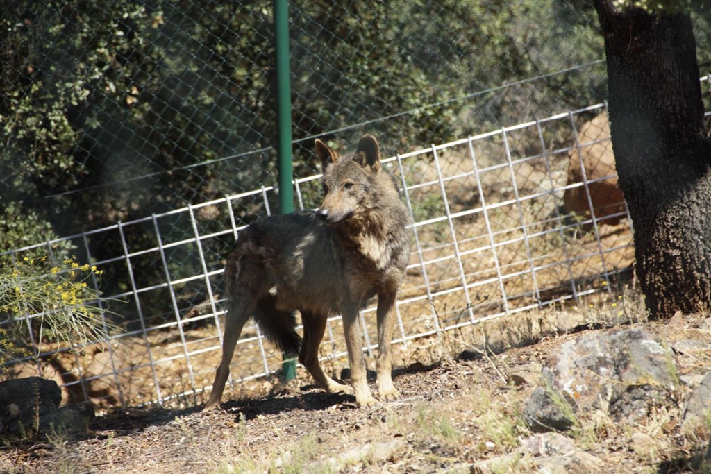Impulsan la conservación del lobo ibérico en Sierra Morena