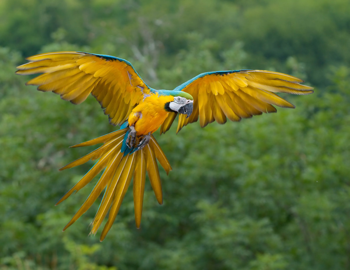 Venezuela, paraíso terrenal de más de 1.500 especies de aves