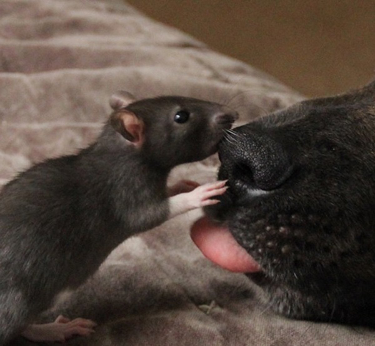 Un perro te terapia y una rata adoptada son el dúo estrella de Instagram