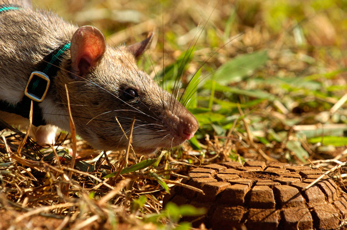 ¿Pueden las ratas salvar miles de vidas? Conoce las HeroRats