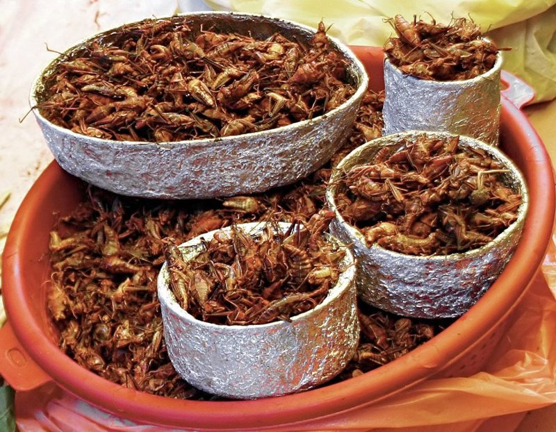 Los 7 Platos M s Ex ticos De La Gastronom a Latinoamericana Los 7 Platos M s Ex ticos De La Gastronom a Latinoamericana
