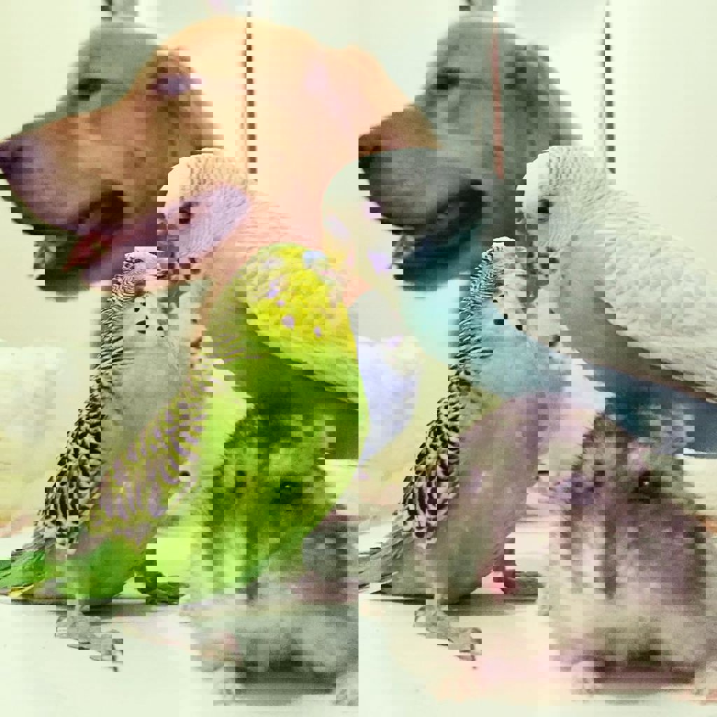 Un perro, un hámster y ocho pajaritos tienen una curiosa relación de ...