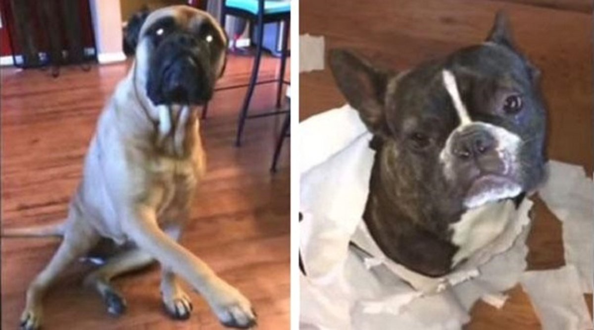 El vídeo del perro chivato y otros 6 vídeos virales que no te puedes perder