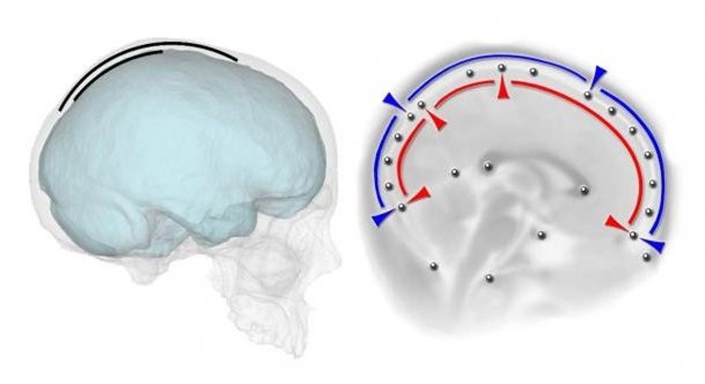 El cráneo humano, moldeado por la forma del cerebro
