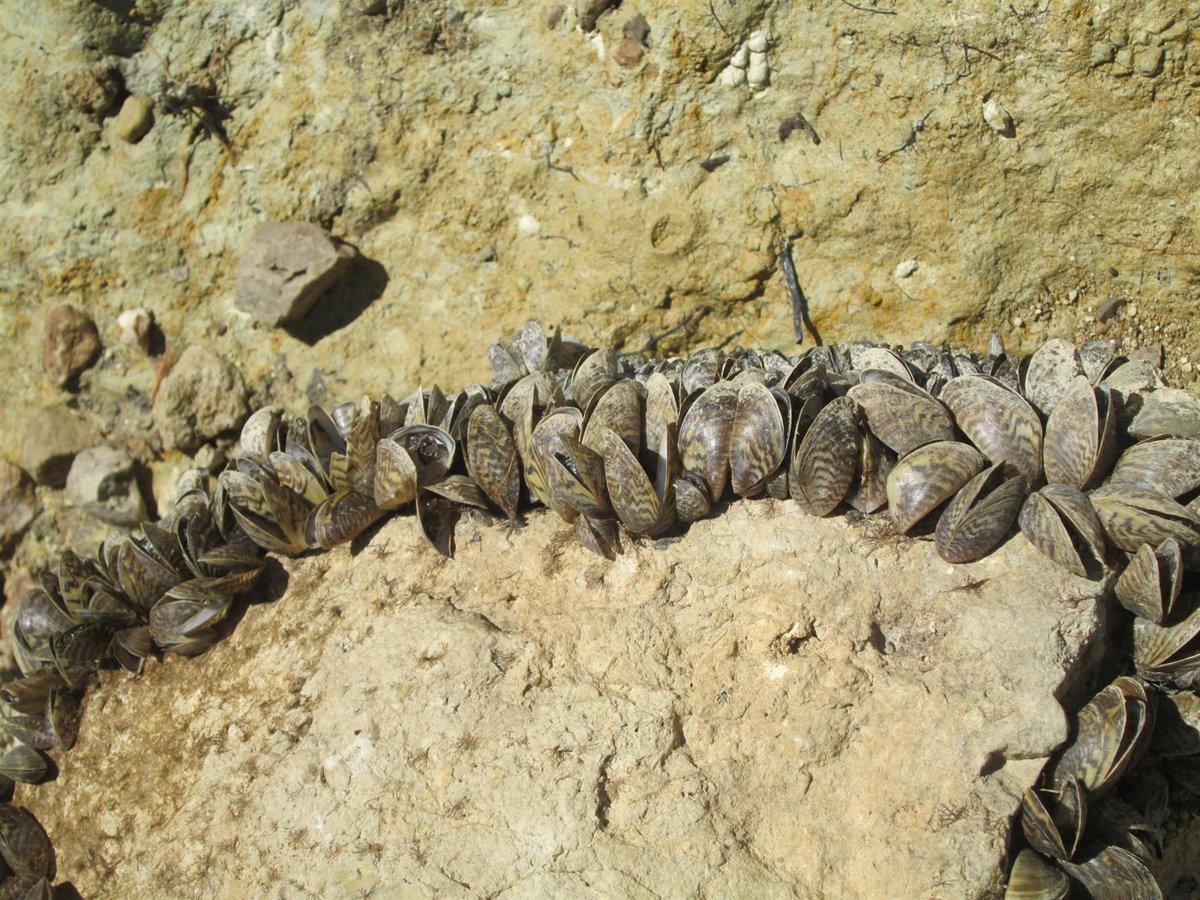 Regulan la pesca para evitar la proliferación del mejillón cebra