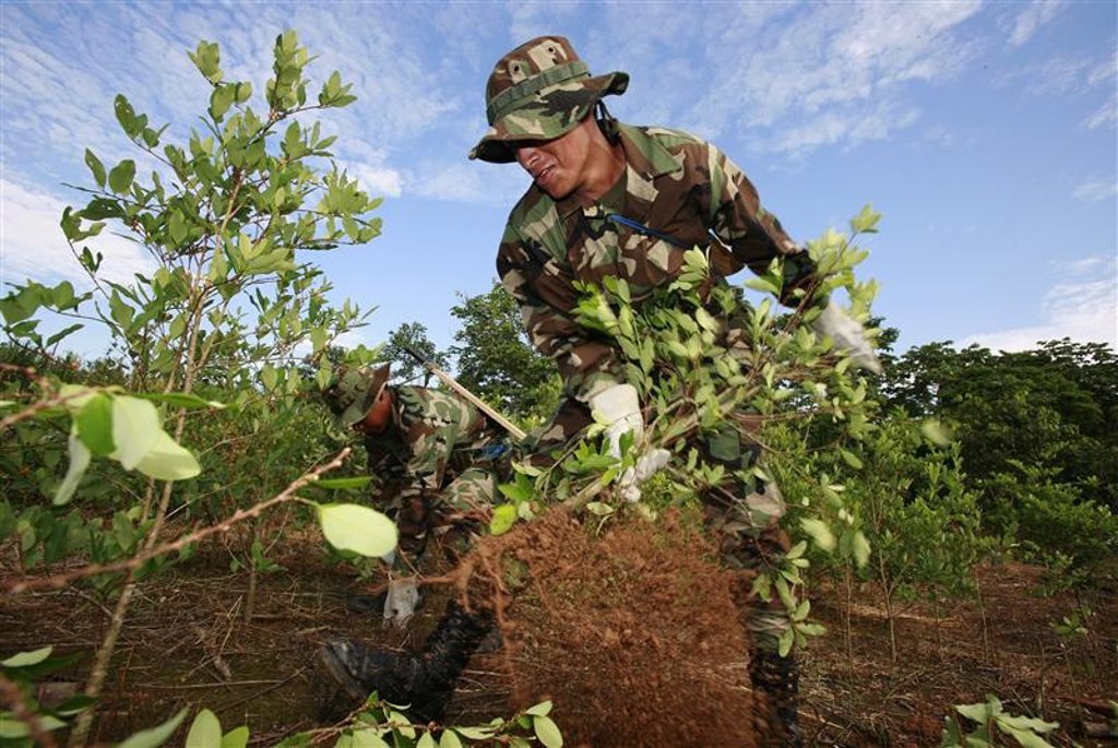 Bolivia Erradica Más De 10 000 Hectáreas De Coca En 2015