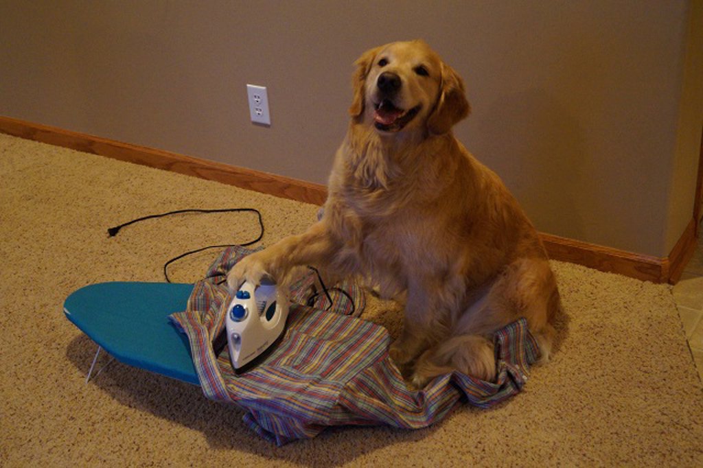 El divertido álbum de fotos del perro que no sabe lo que está haciendo ...