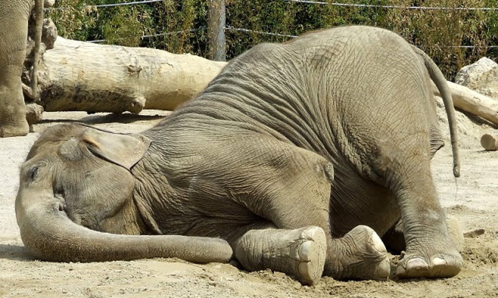 30 animales que, probablemente, nunca hayas visto durmiendo