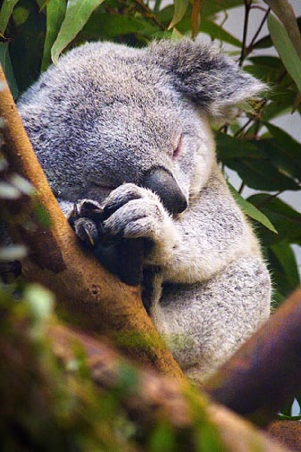 30 animales que, probablemente, nunca hayas visto durmiendo
