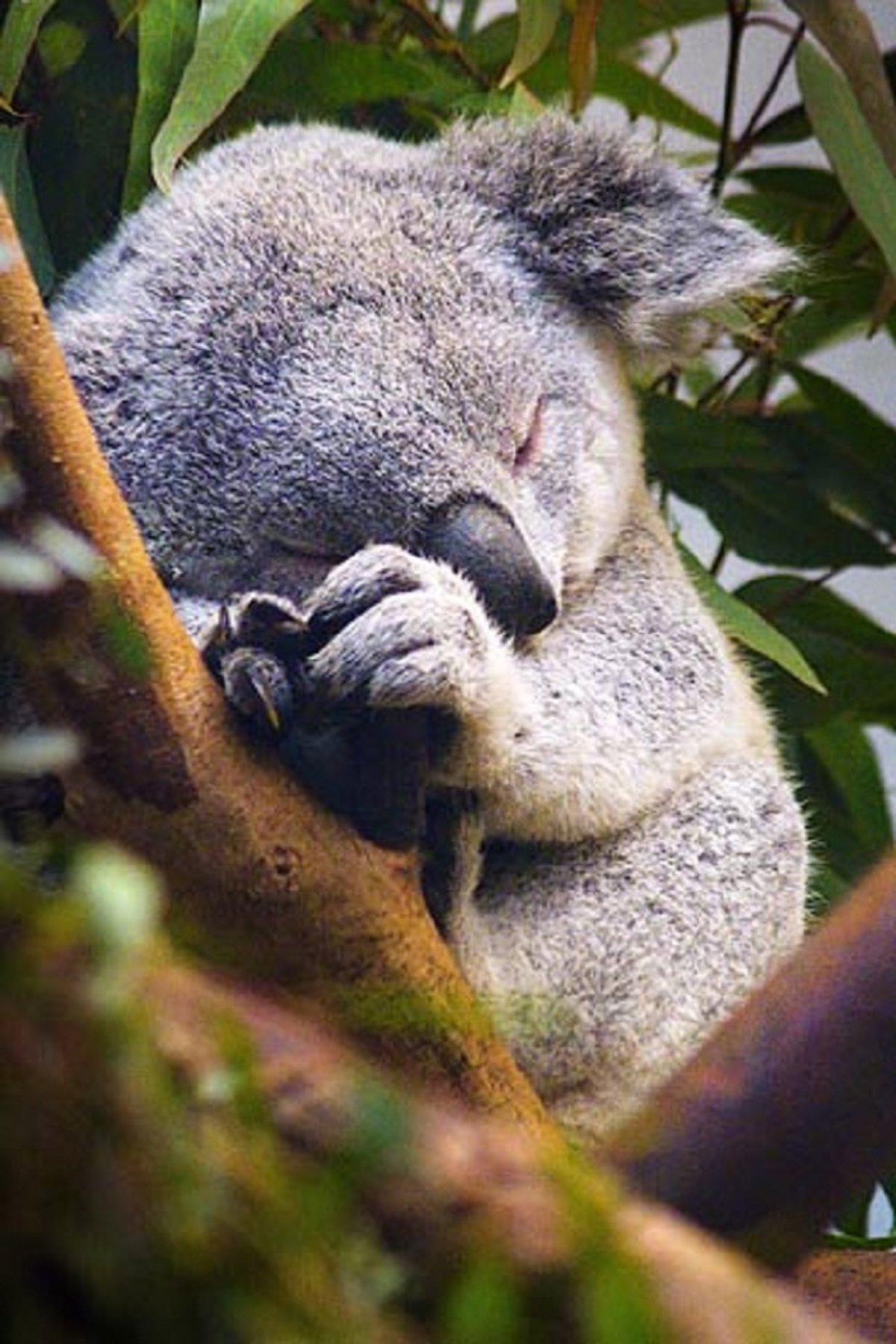 30 animales que, probablemente, nunca hayas visto durmiendo