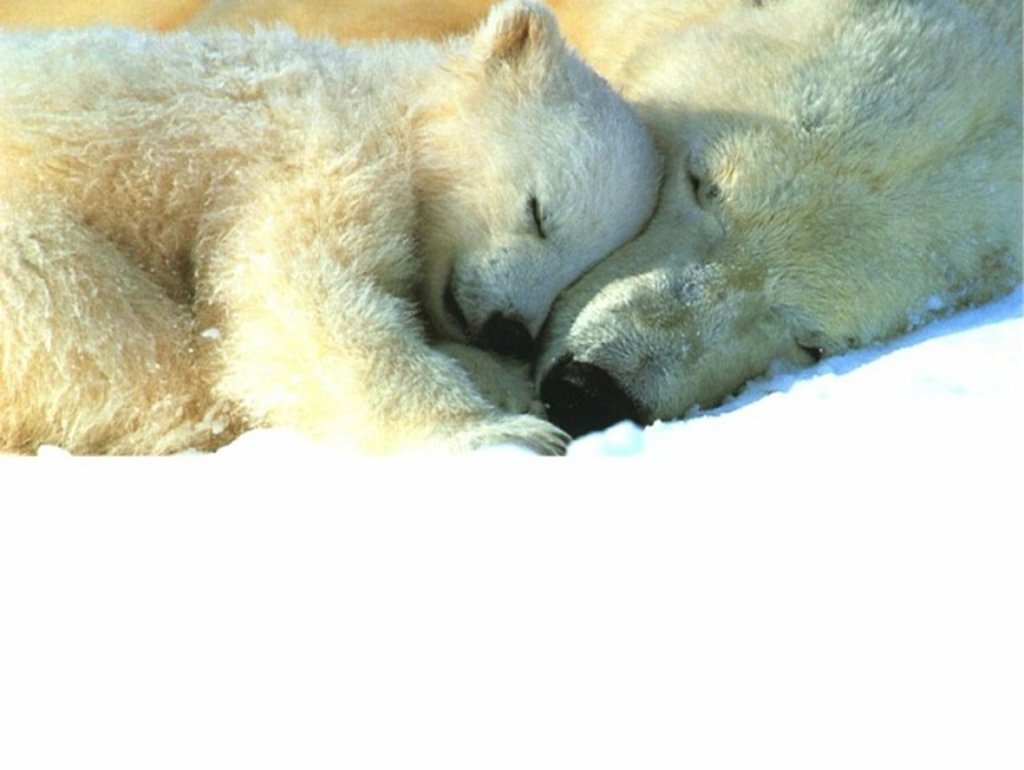 30 animales que, probablemente, nunca hayas visto durmiendo