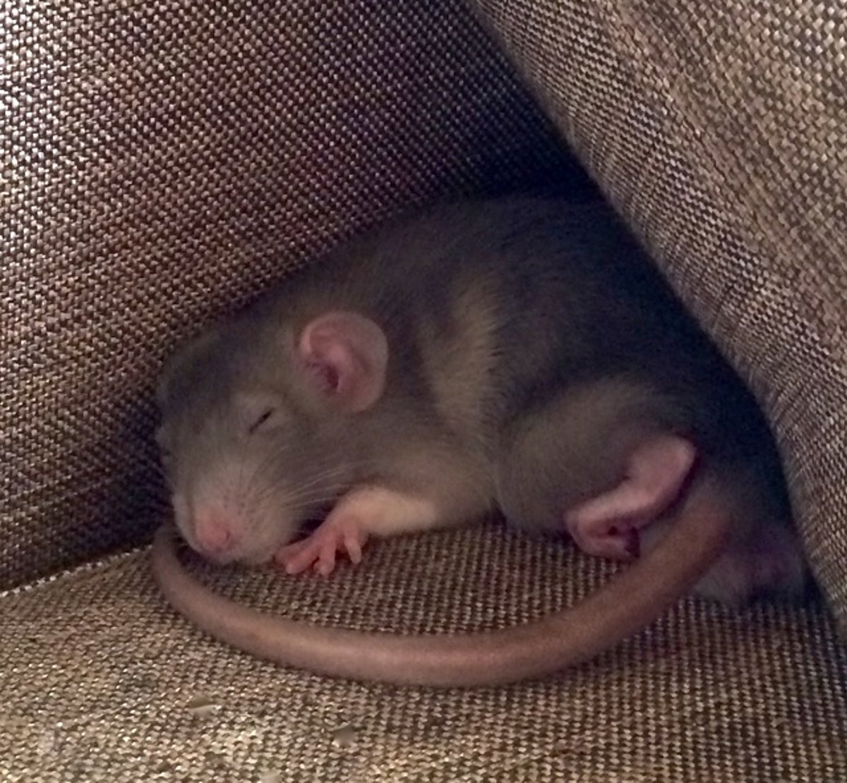 30 animales que, probablemente, nunca hayas visto durmiendo