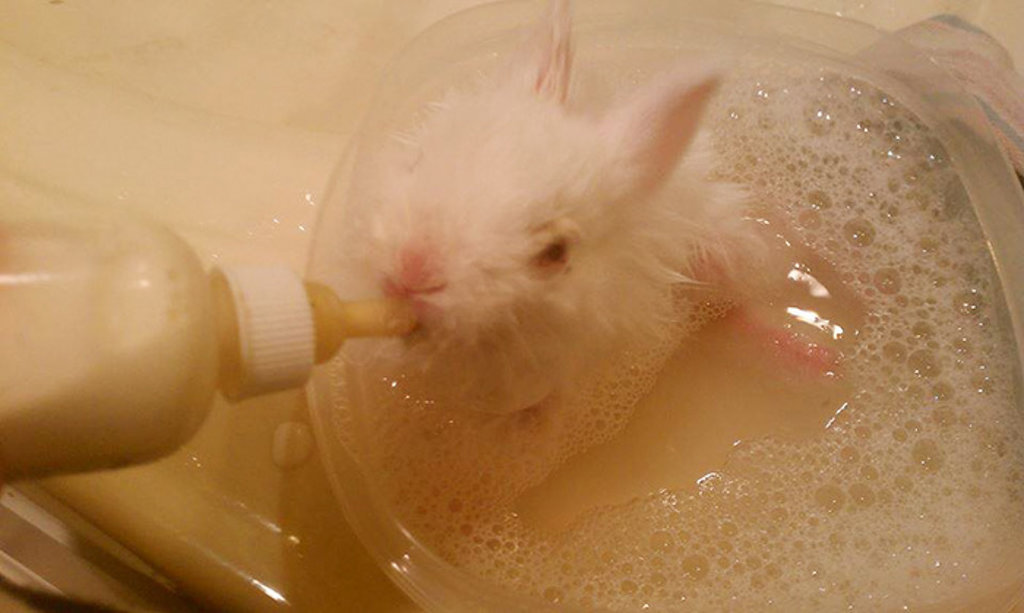 La historia detrás del tierno viral de Facebook sobre este conejo ...