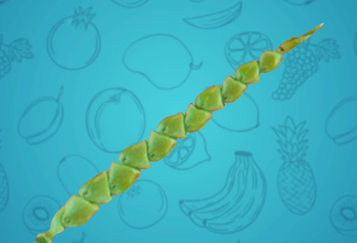 Así eran las frutas y las verduras antes de que las domesticásemos