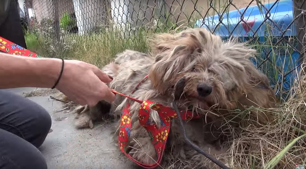 Benji, el perro que pasó de vivir toda su vida en la calle a tener un hogar