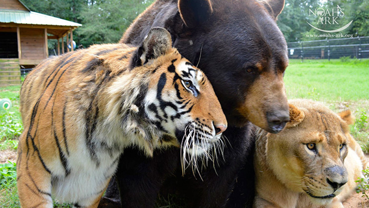 Un tigre, un oso y un león se sienten hermanos inseparables desde hace ...