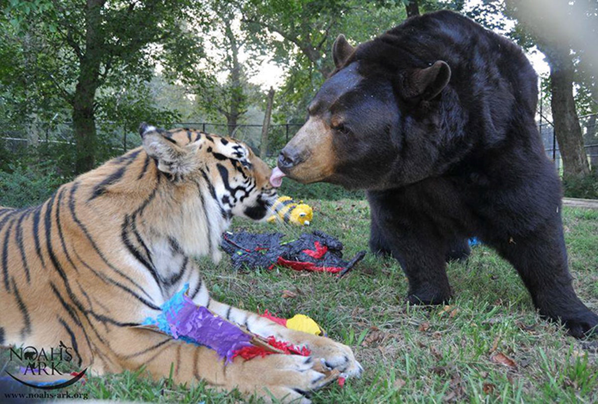 Un tigre, un oso y un león se sienten hermanos inseparables desde hace ...