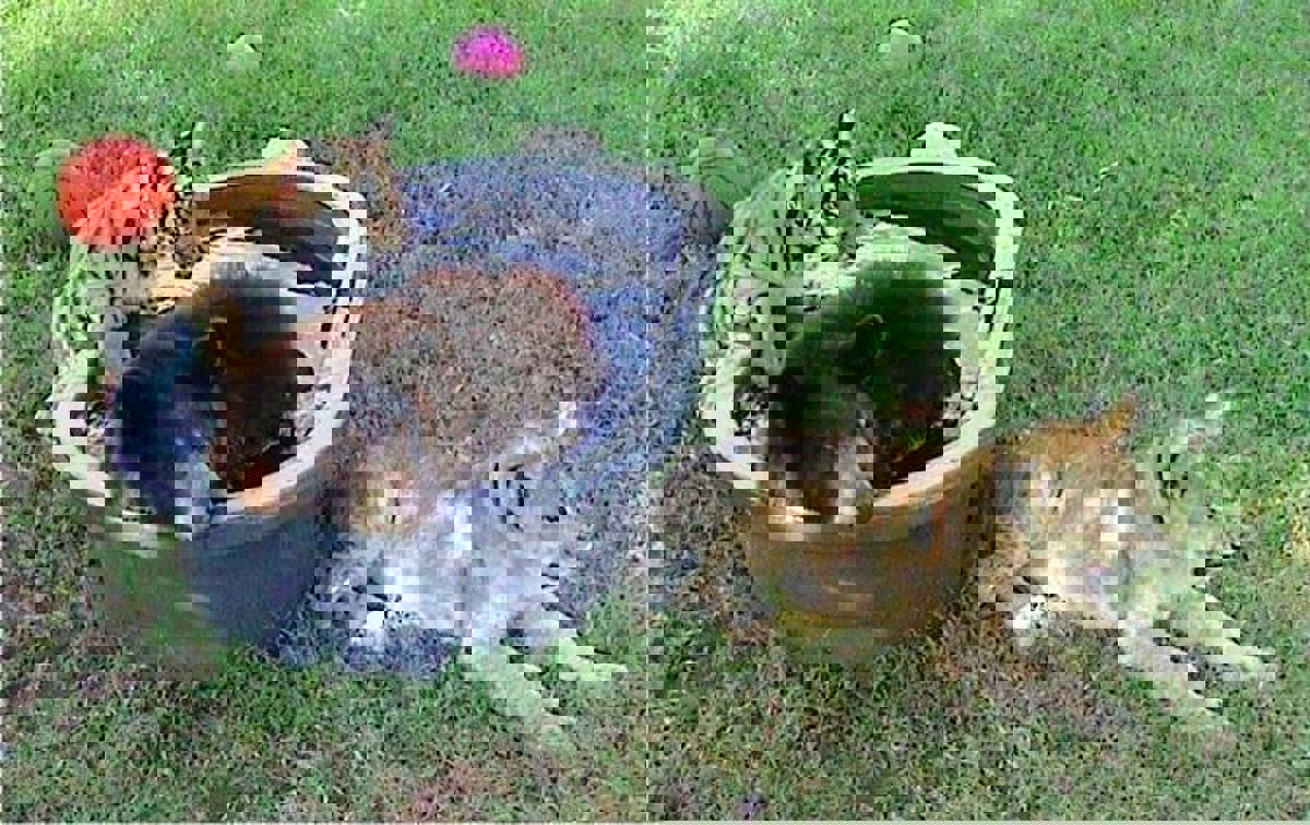 Un tigre, un oso y un león se sienten hermanos inseparables desde hace ...