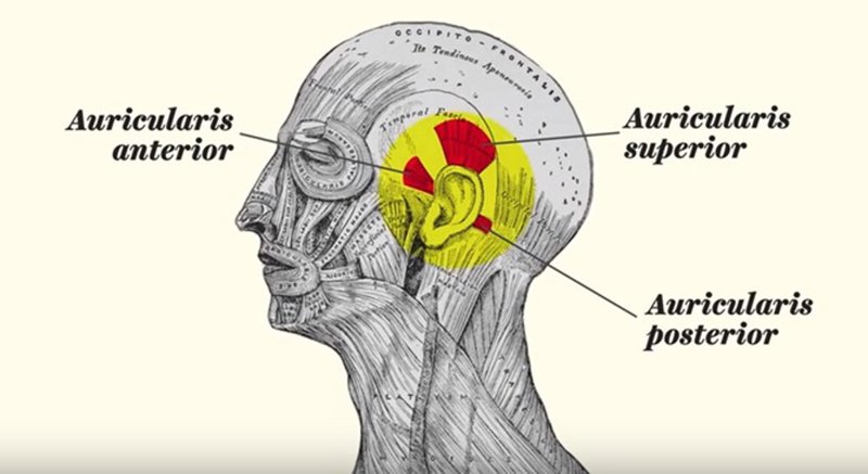 Curiosos vestigios de la evolución humana que puedes encontrar en tu cuerpo