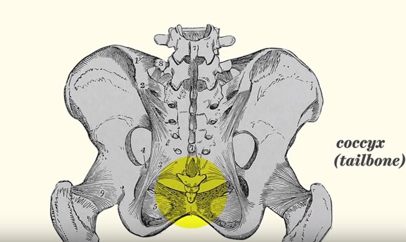Curiosos vestigios de la evolución humana que puedes encontrar en tu cuerpo