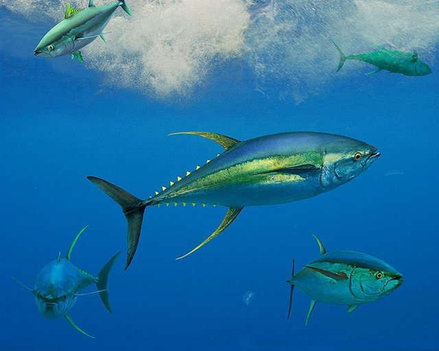 La temporada del atún rojo en el Mediterráneo comenzará en unas semanas
