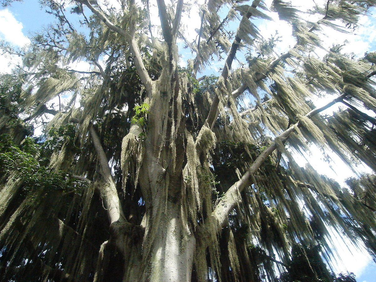 El Parque Gallineral: un pulmón natural y emblemático en Colombia