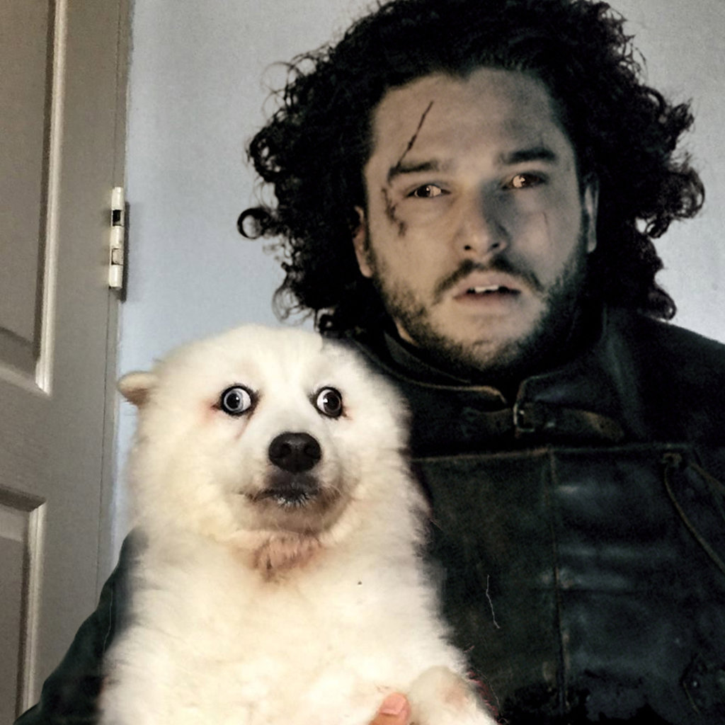 Perro confundido no sabe dónde mirar y termina en medio de una de memes