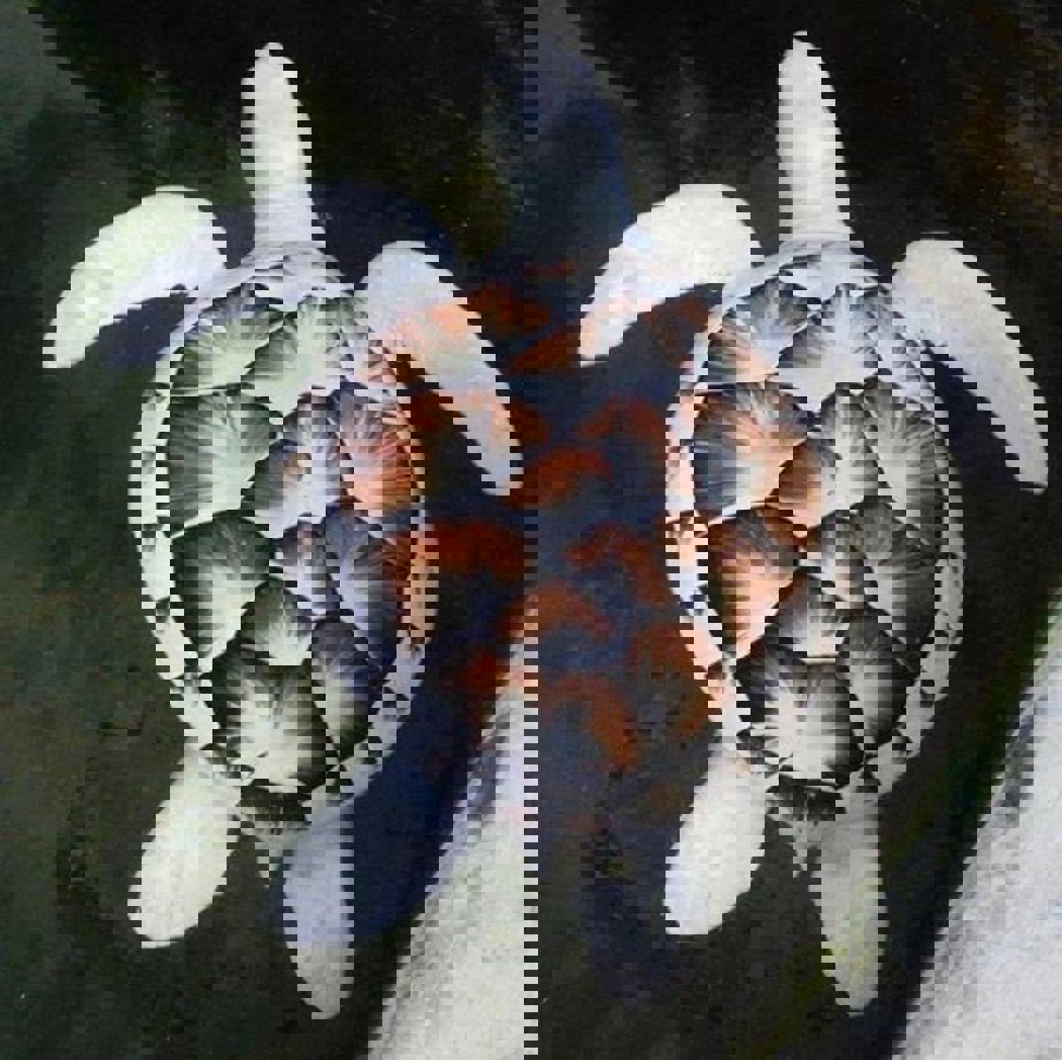 ¿Real o fake? Conoce al búho de ojos rojos